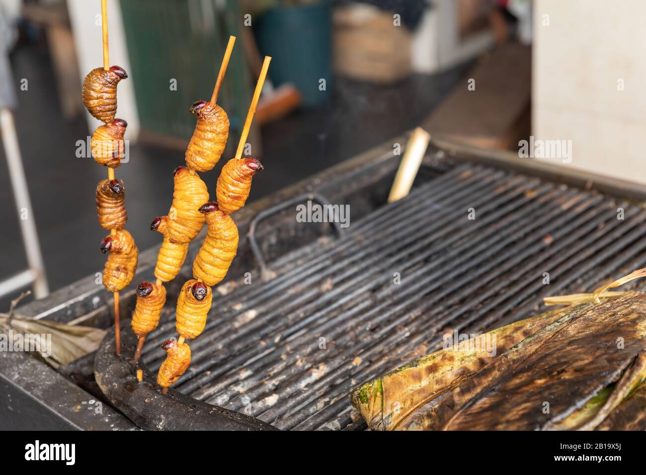Edible palm weevil larvae (Rhynchophorus phoenicis) at traditional food ...