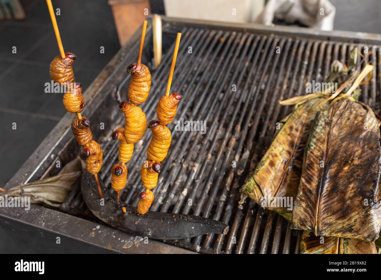 Edible palm weevil larvae (Rhynchophorus phoenicis) at traditional food ...