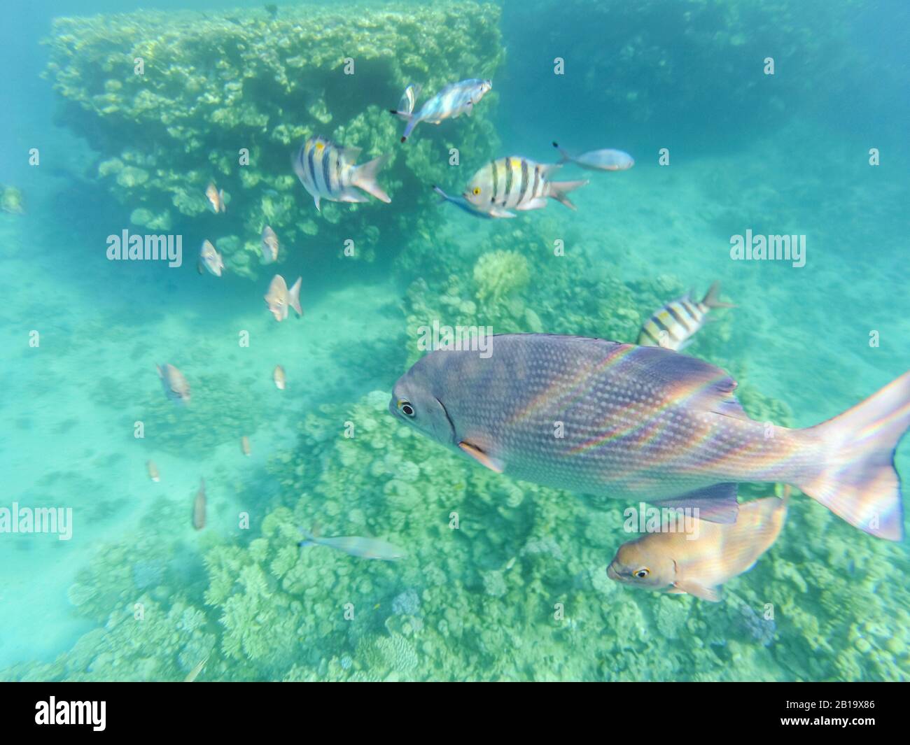 Black carp hi-res stock photography and images - Alamy