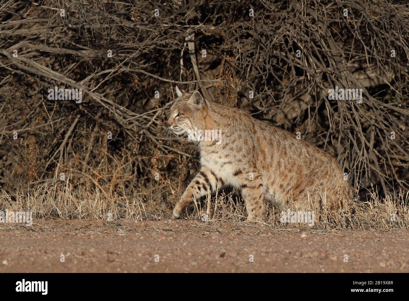 Bobcatc (Lynx rufus) Bosque del Apache National Wildlife Refuge Stock ...