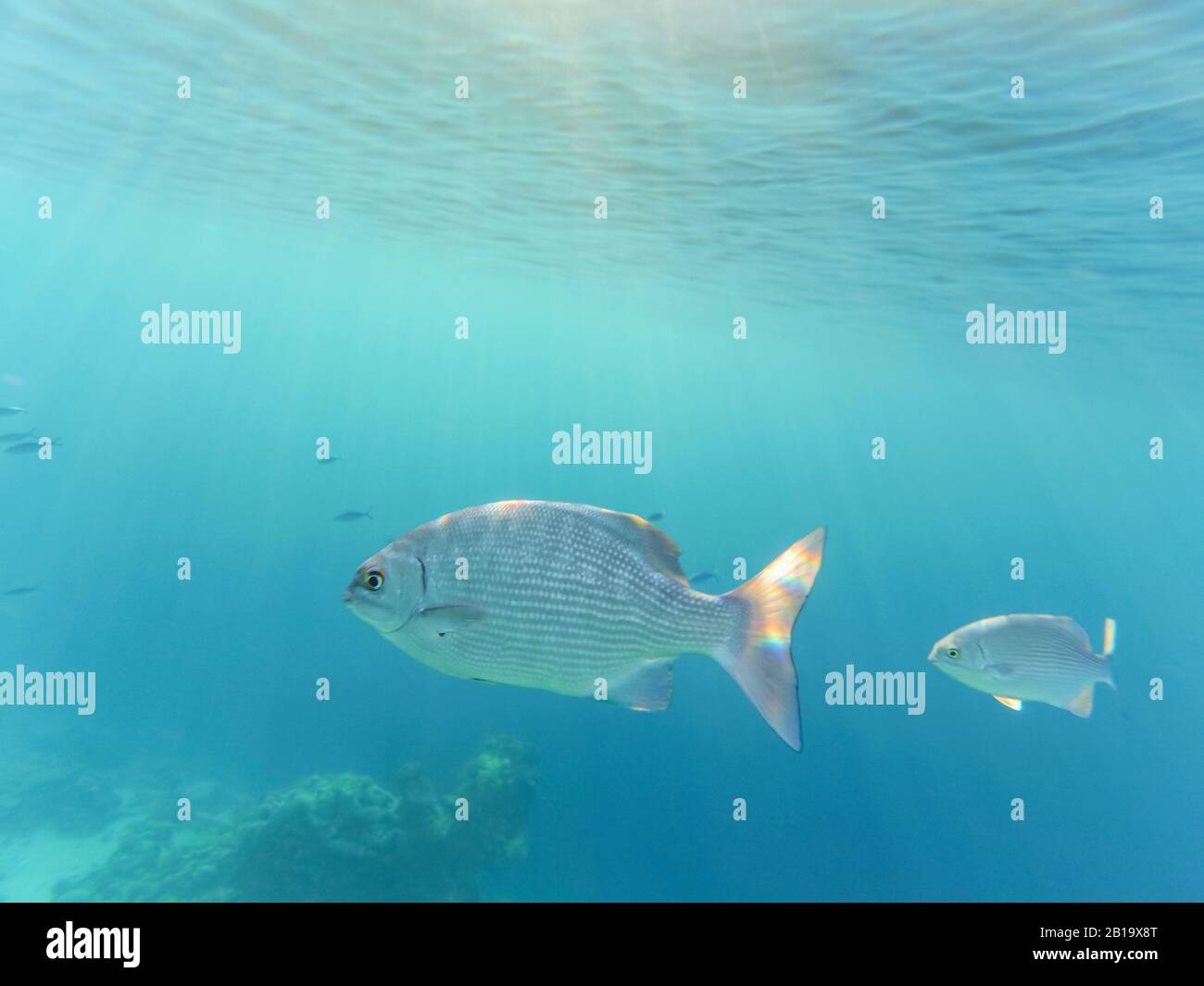 Black carp hi-res stock photography and images - Alamy