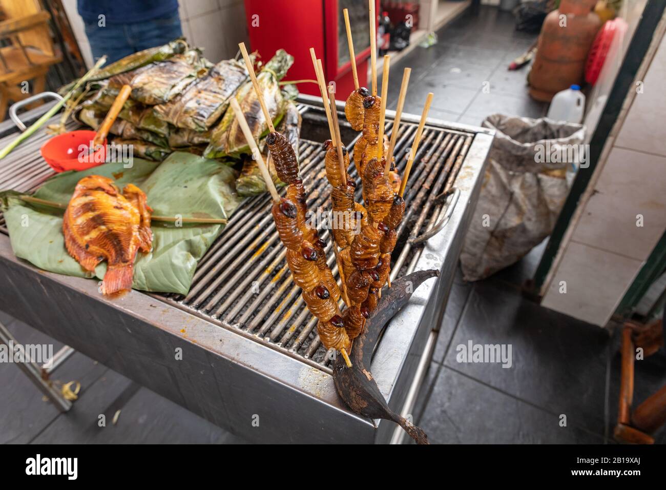 Edible palm weevil larvae (Rhynchophorus phoenicis) at traditional food ...