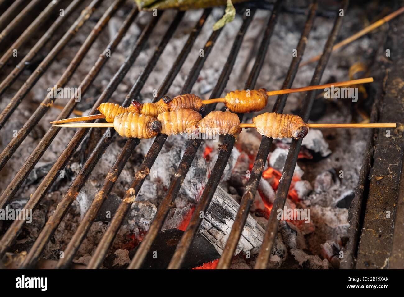 Edible palm weevil larvae (Rhynchophorus phoenicis) at traditional food ...