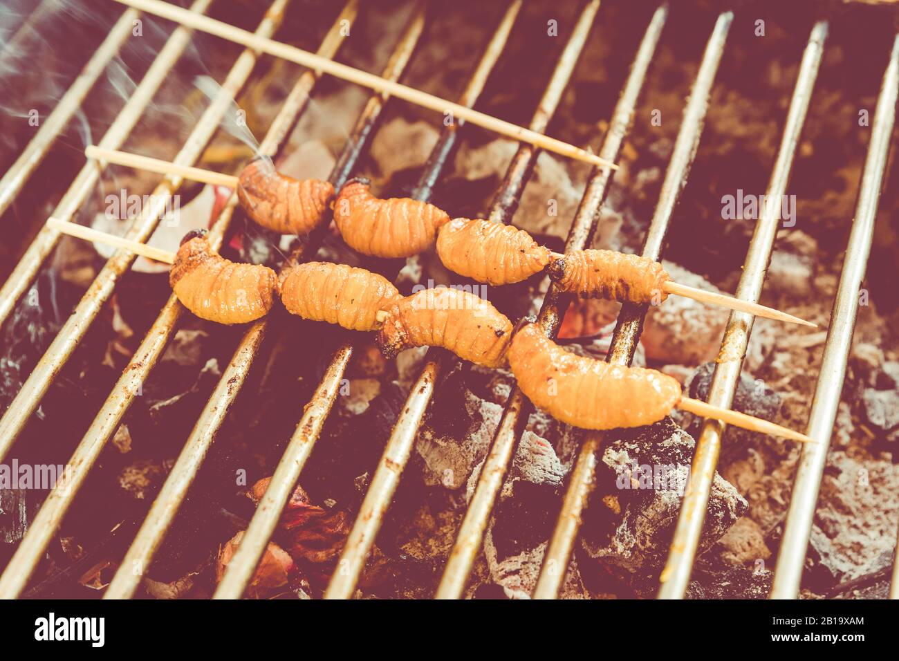 Edible palm weevil larvae rhynchophorus hi-res stock photography and ...