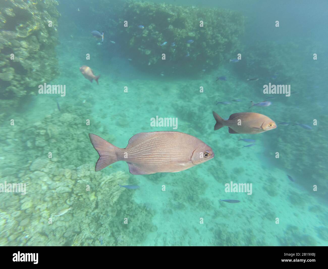 Black carp hi-res stock photography and images - Alamy