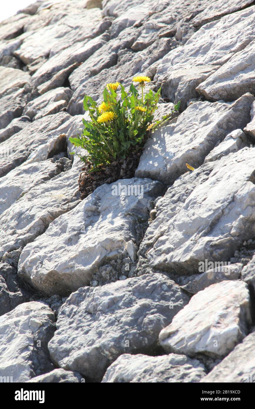 Sprout growing in stone hi-res stock photography and images - Alamy