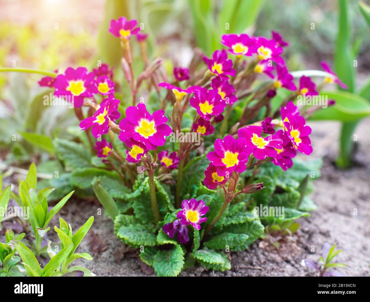 Beautiful red spring primrose flowers, background, sun, primula ...
