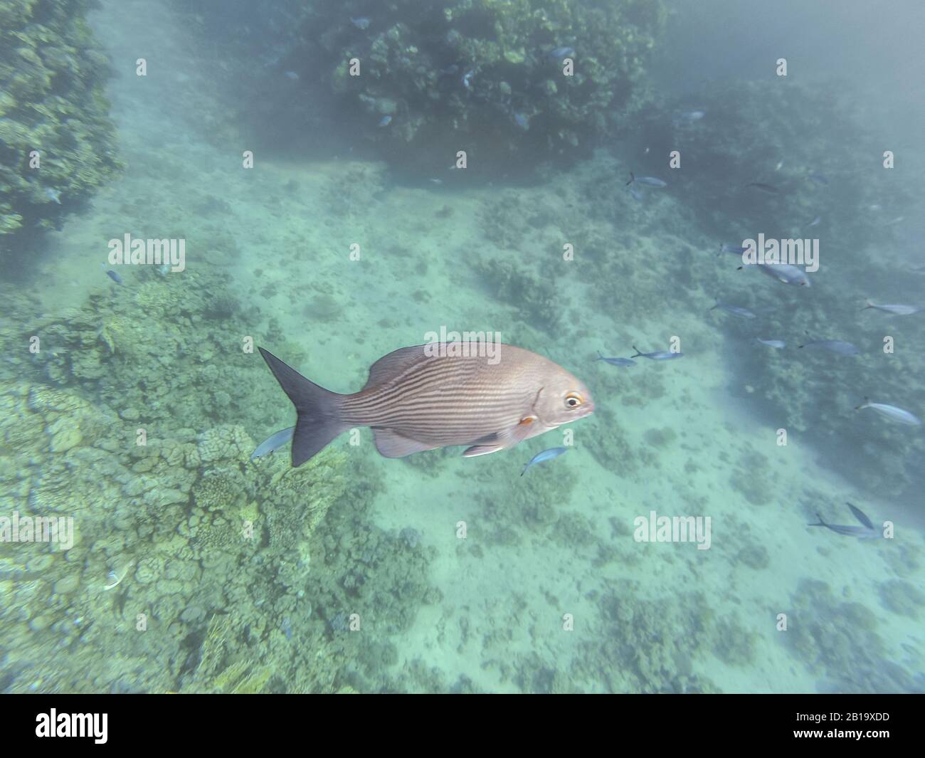 Black carp hi-res stock photography and images - Alamy
