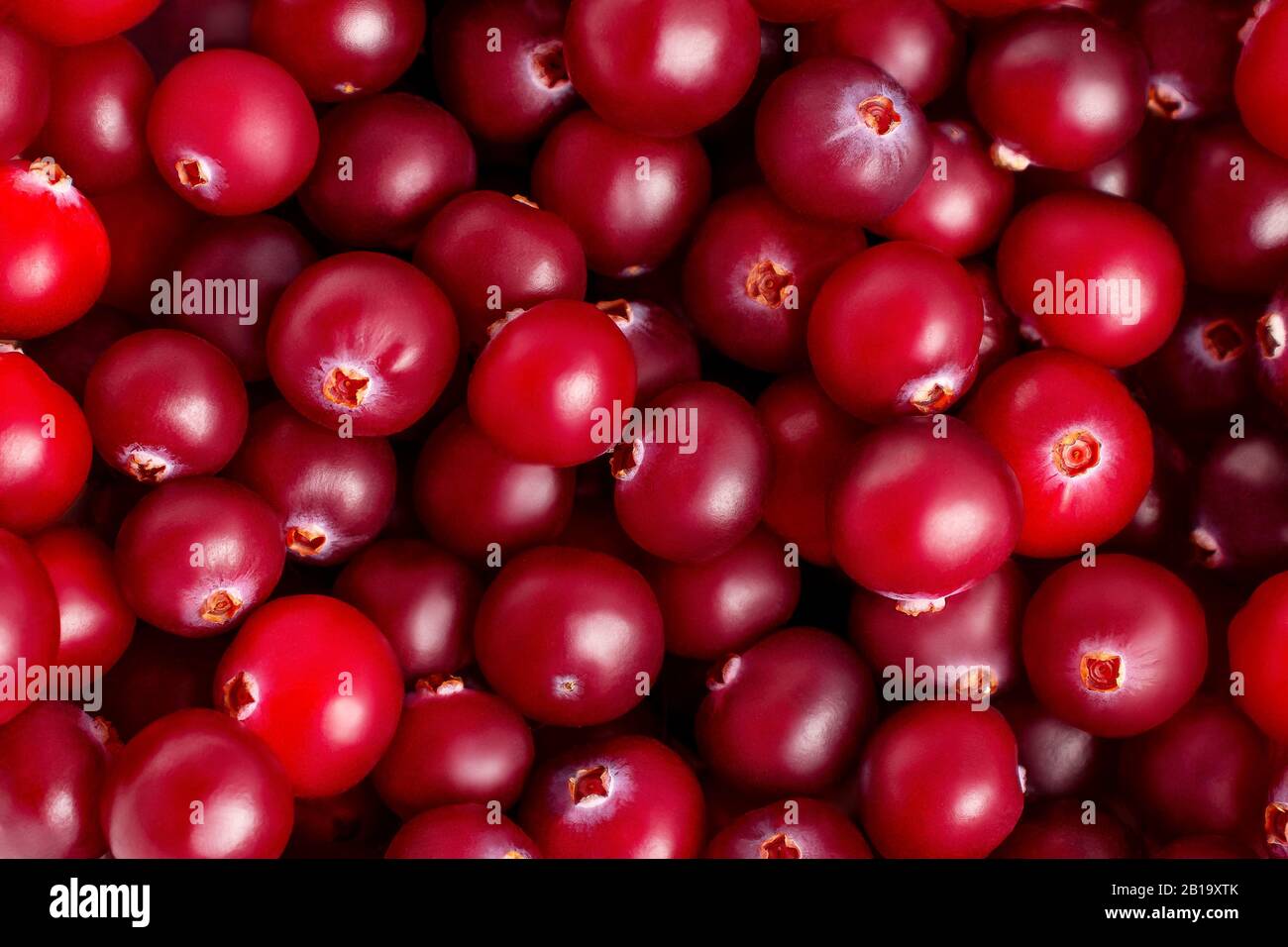 Fresh ripe ruby cranberries closeup, natural texture, background Stock ...
