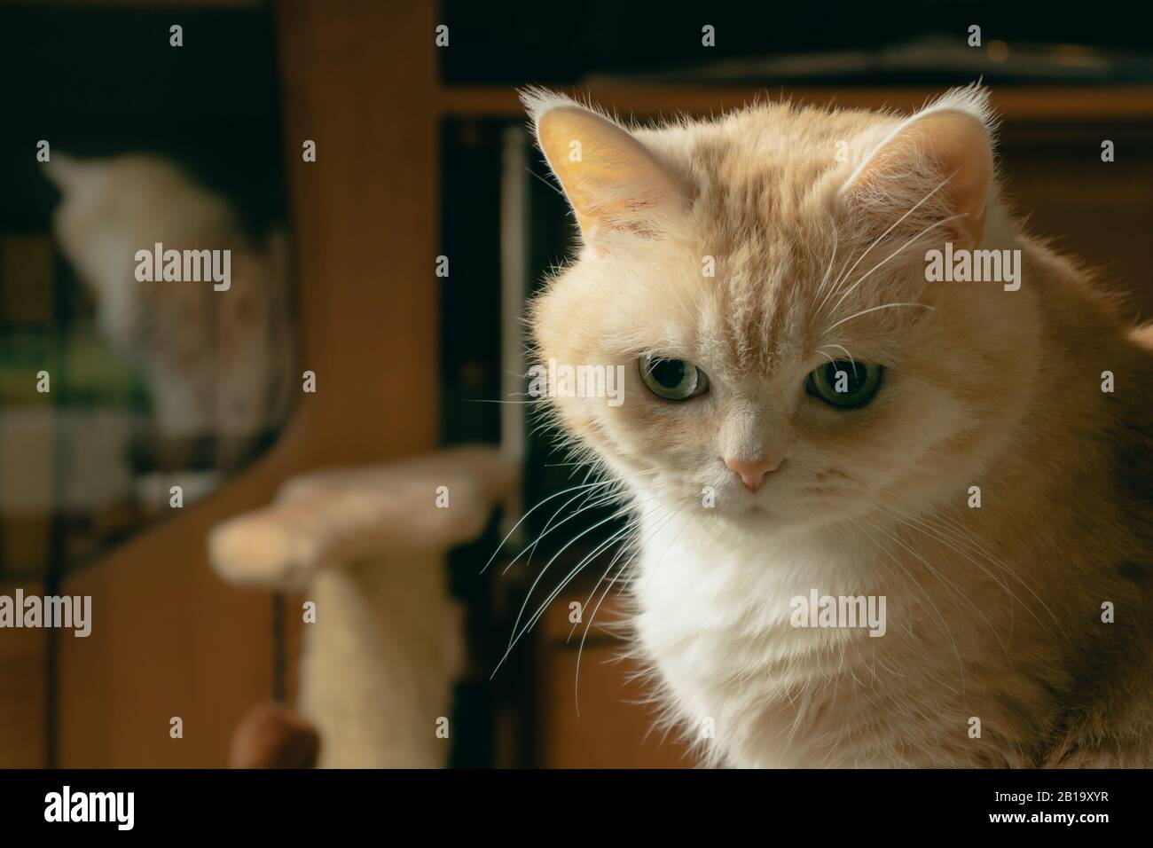 Cream tabby hi-res stock photography and images - Alamy