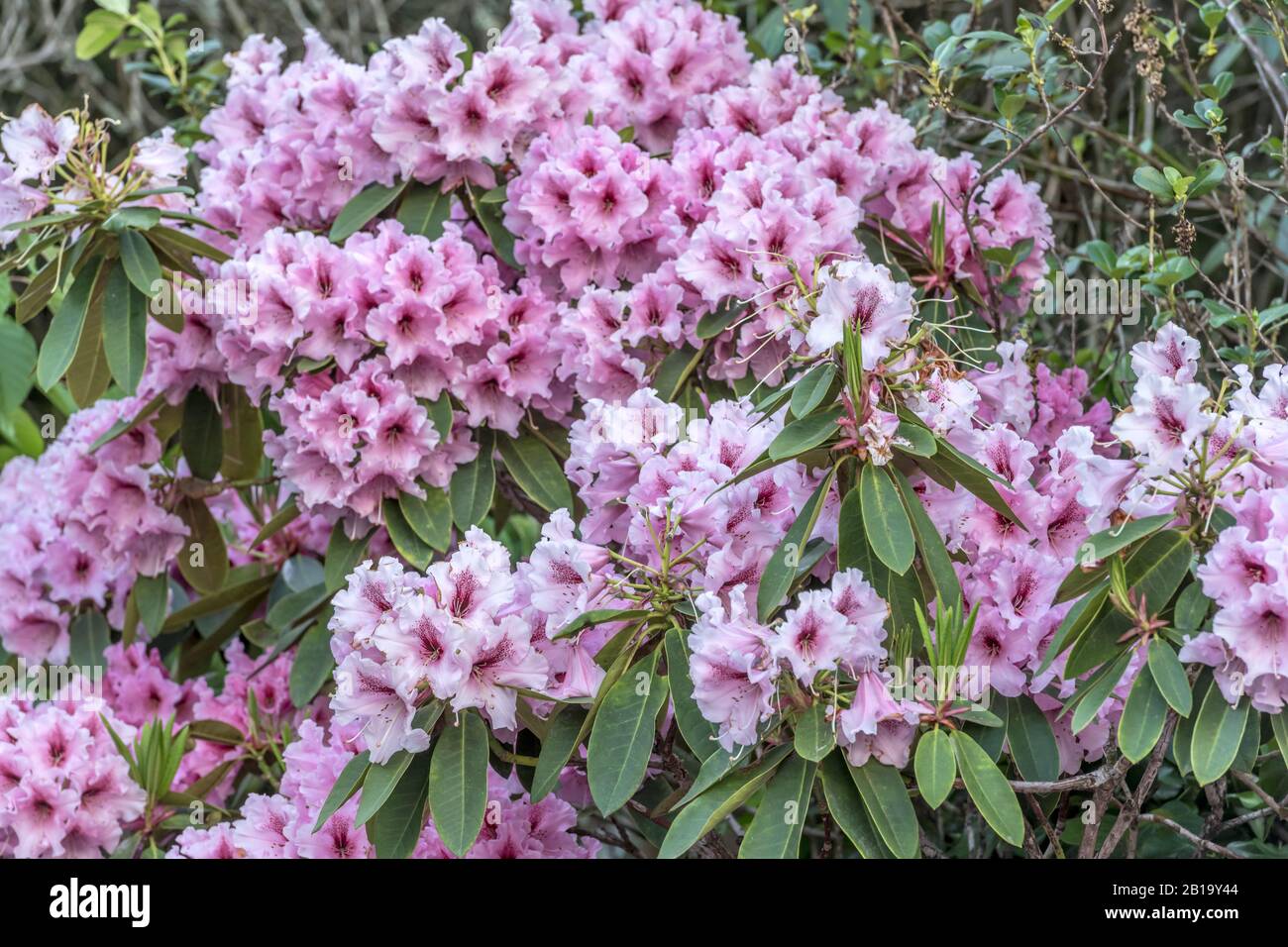 Rotorua new zealand spring flowers hi-res stock photography and images ...