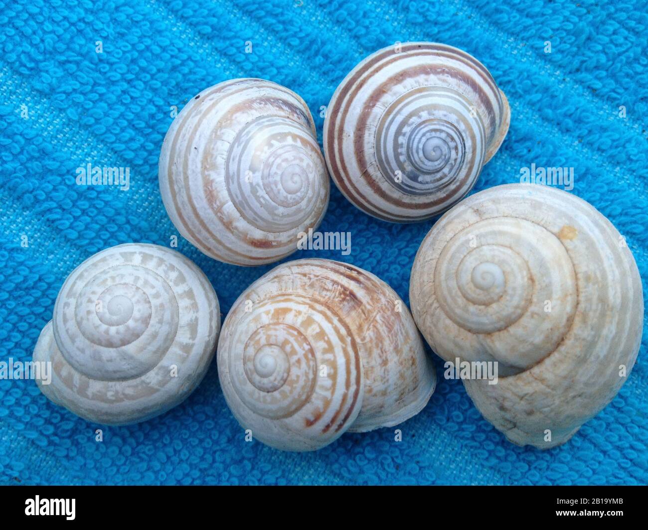 Mediterranean seashells hi-res stock photography and images - Alamy