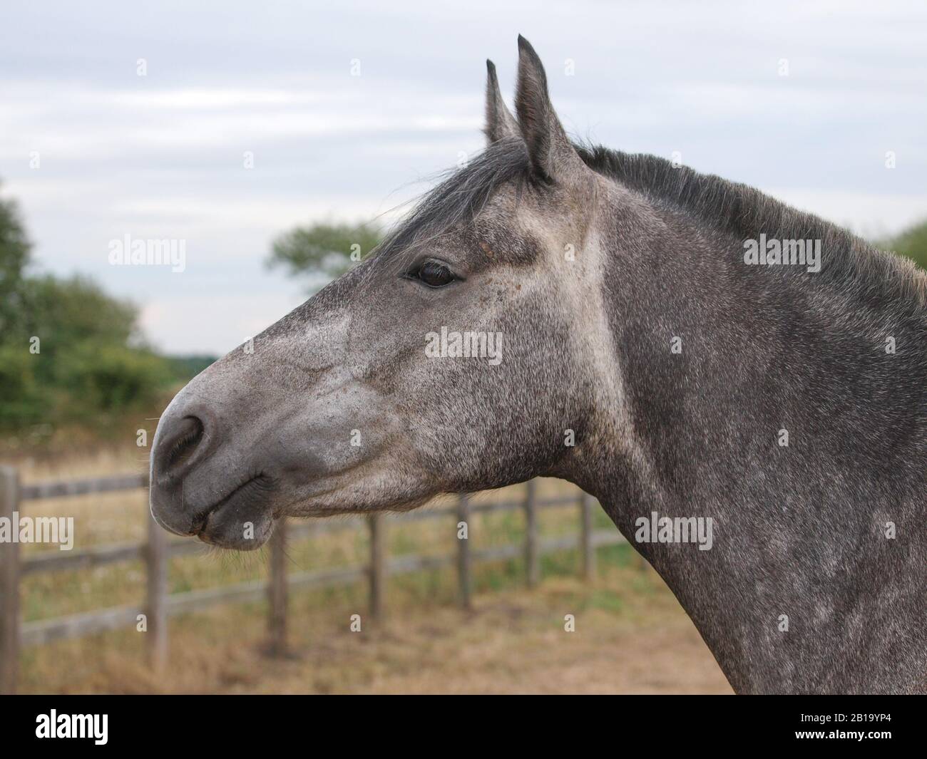 Hogged horse hi-res stock photography and images - Alamy