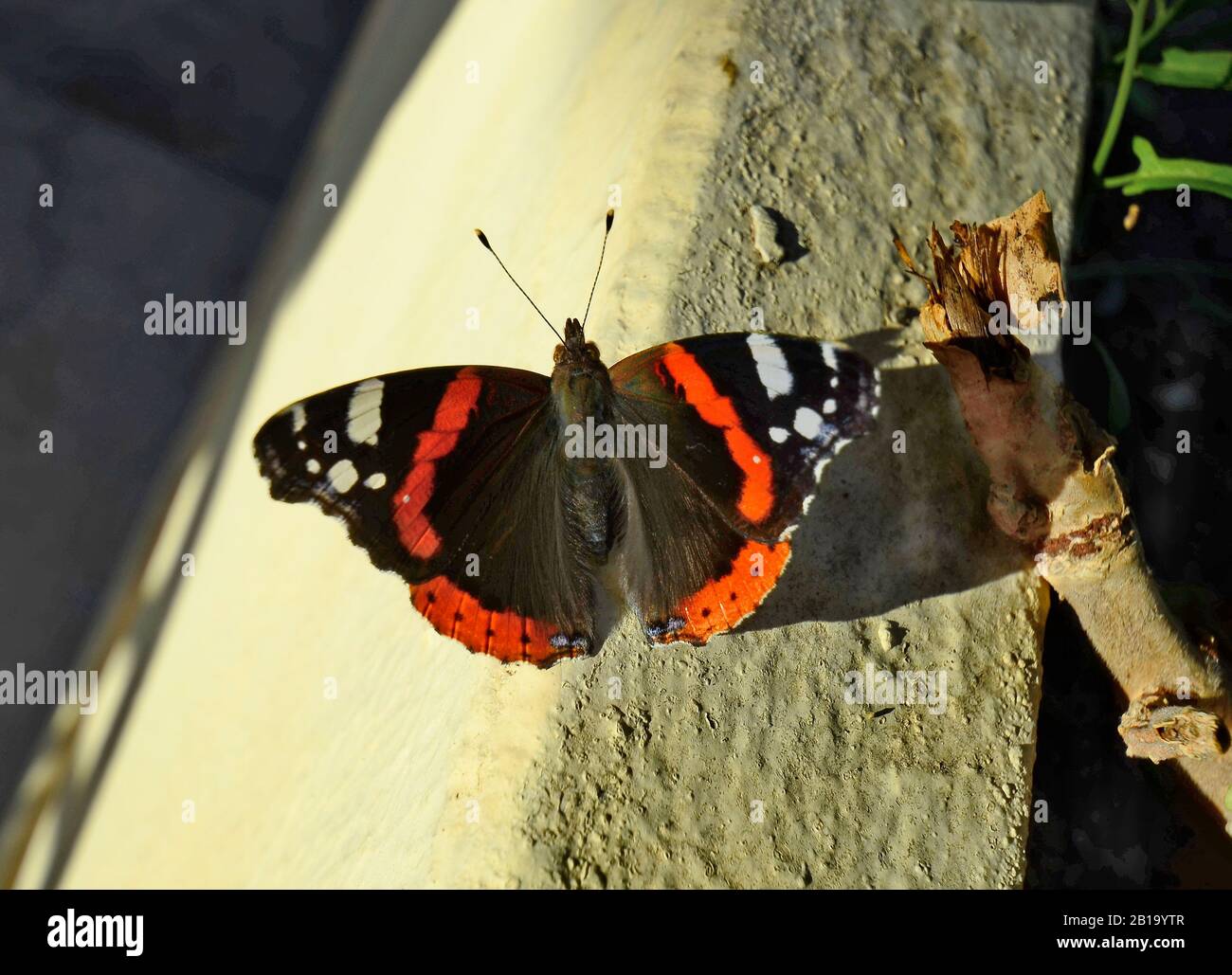 Greece, red admiral butterfly Stock Photo - Alamy