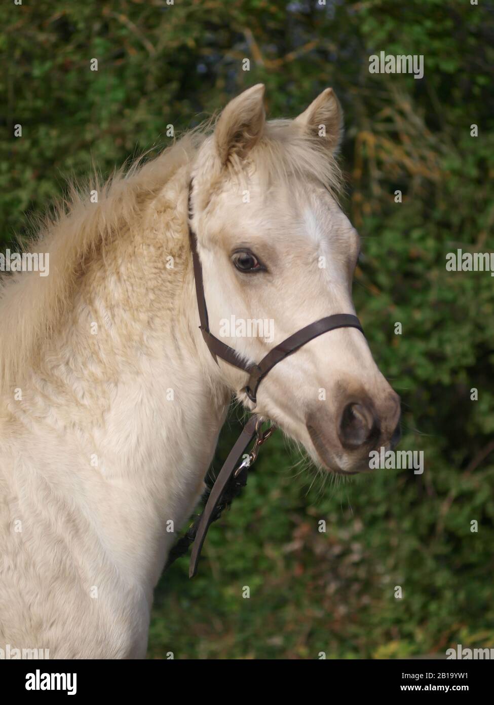 Cream slip hi-res stock photography and images - Alamy