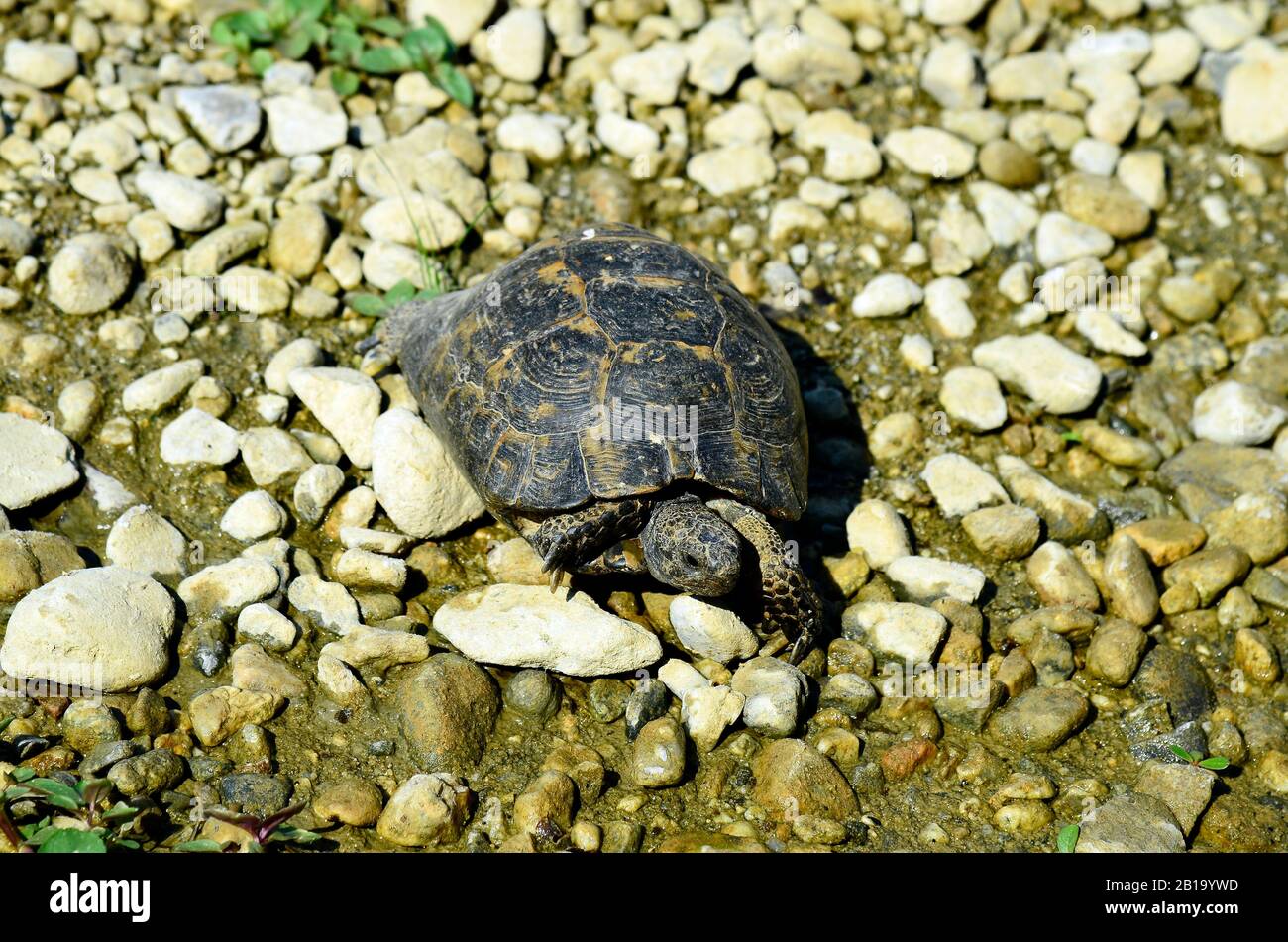 Reptile greece hi-res stock photography and images - Alamy