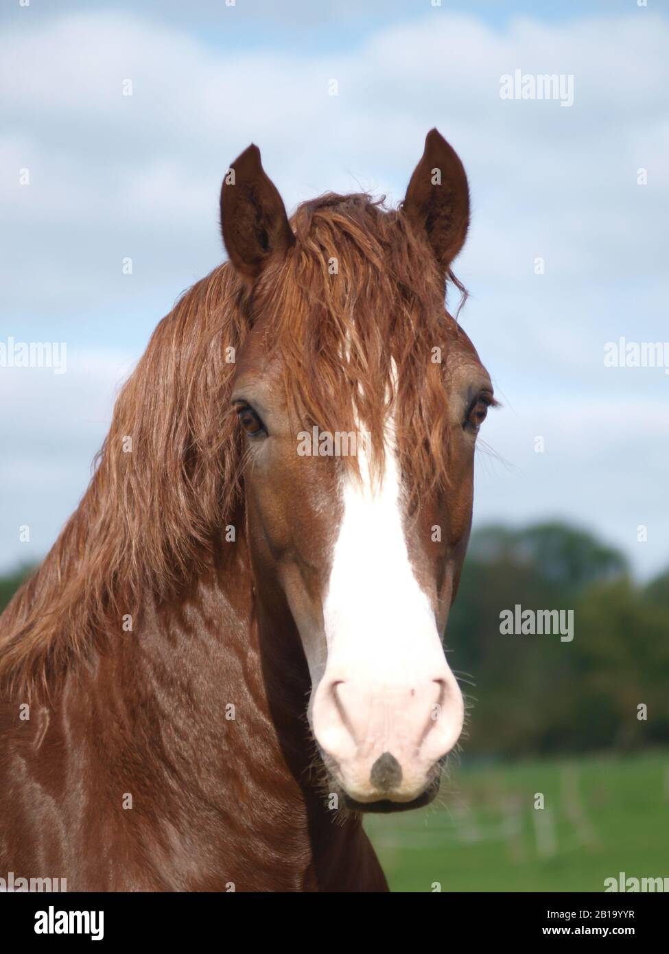 A head shot of a chestnut Welsh pony stallion Stock Photo - Alamy