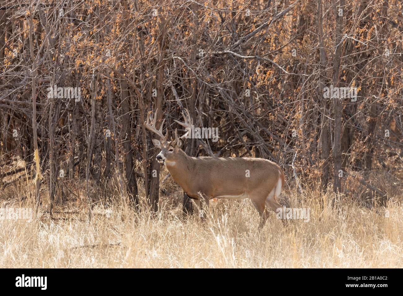 Whitetail Deer Buck in Fall in Colorado Stock Photo - Alamy