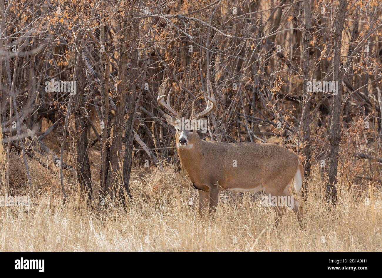 Whitetail Deer Buck in Fall in Colorado Stock Photo - Alamy