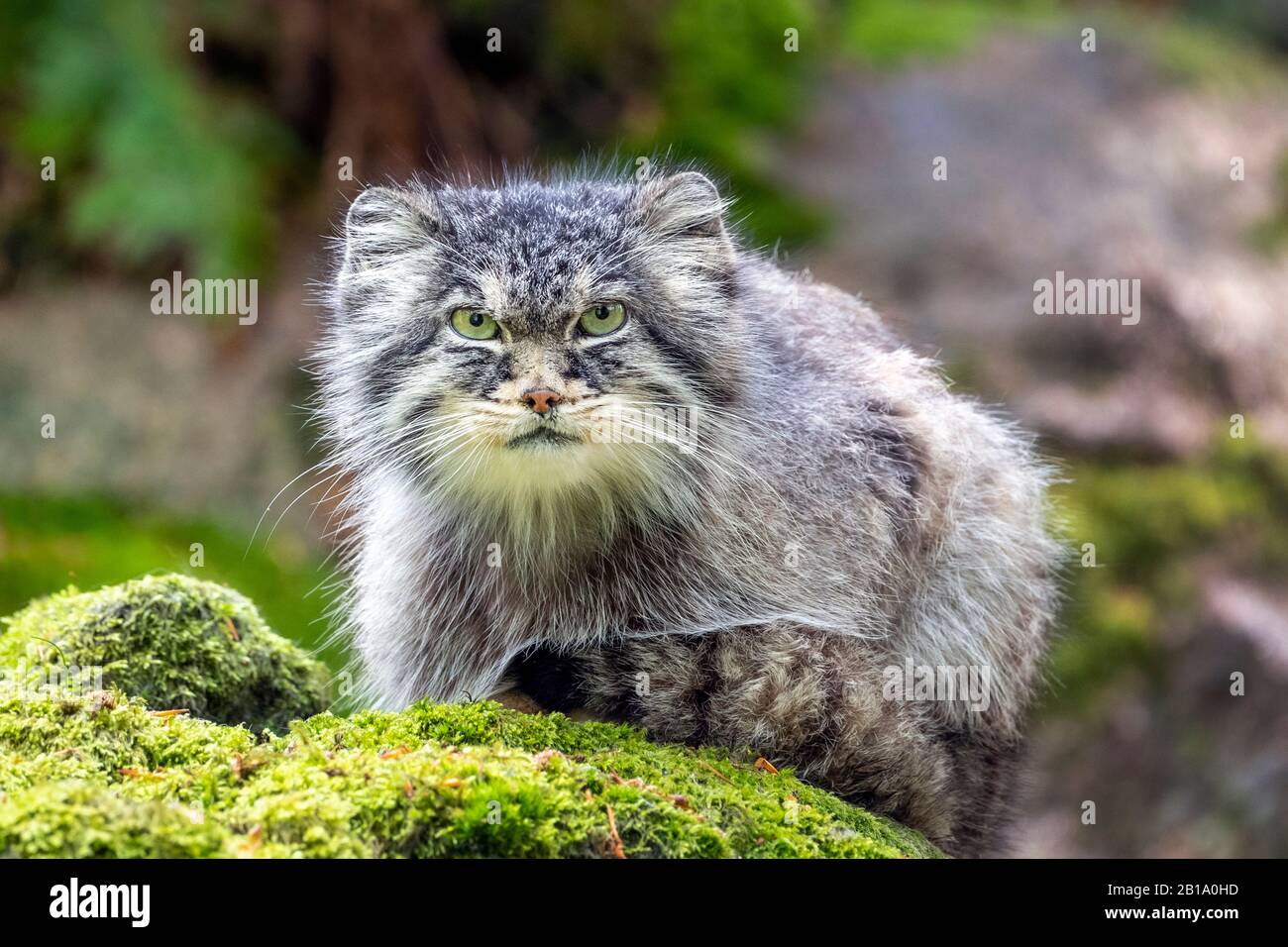 Male Pallas cat sitting on mossy rock Stock Photo - Alamy