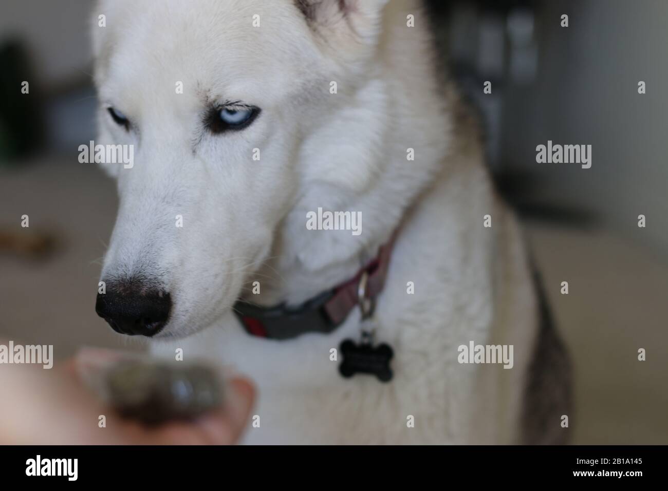 Holding a bag of marijuana in front of a husky dog. Theme of dog and ...