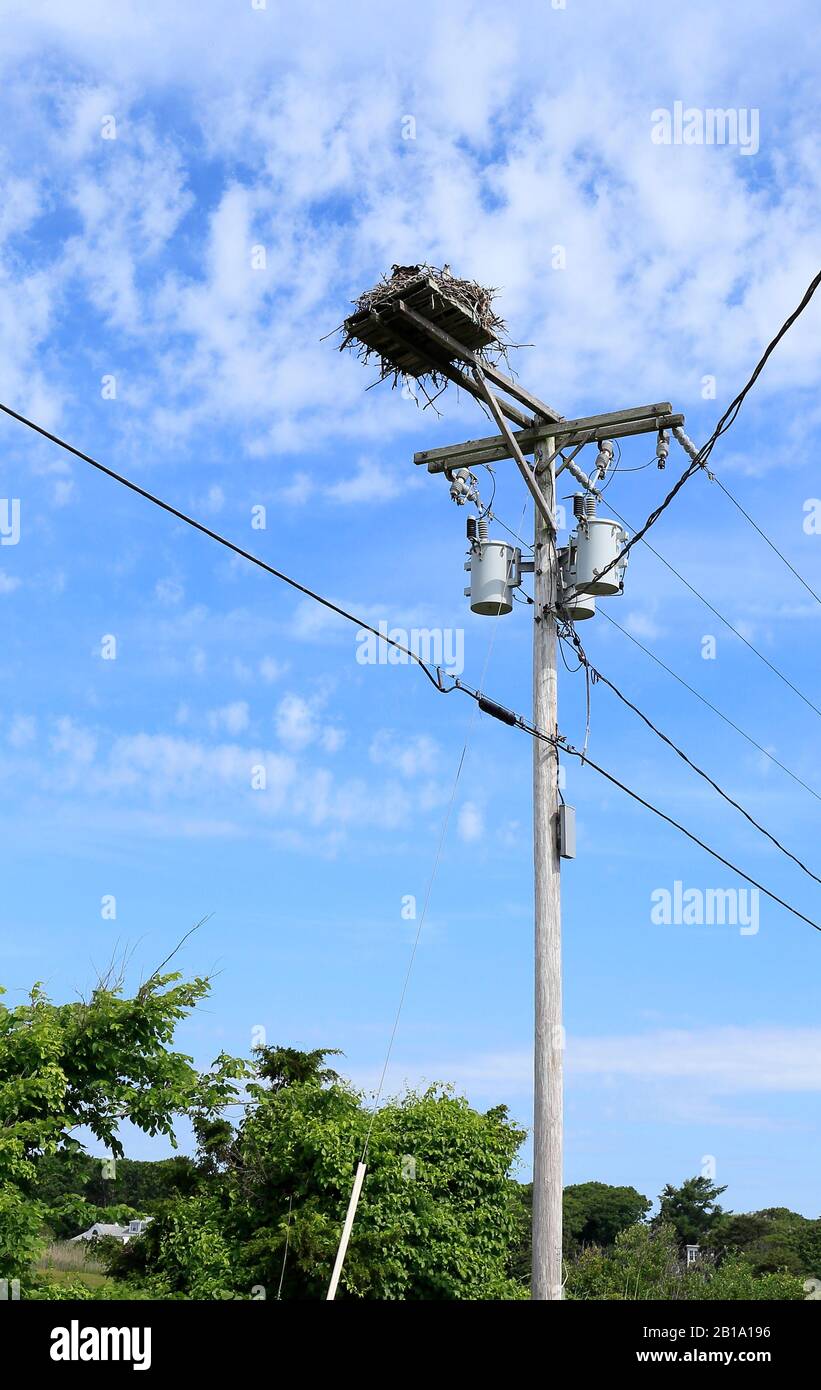 Ospreys and nest on top of utility pole Stock Photo - Alamy