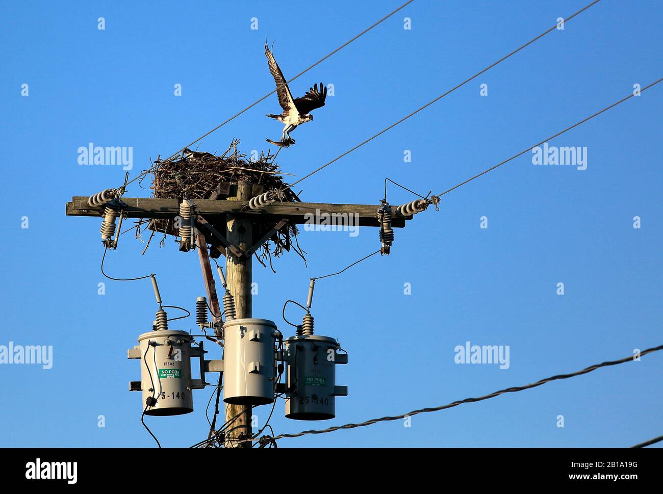 Ospreys and nest on top of utility pole Stock Photo - Alamy