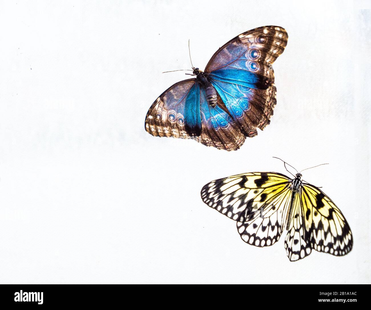 'Blue Morpho' and a 'Tree Nymph' butterflies in the butterfly house at ...