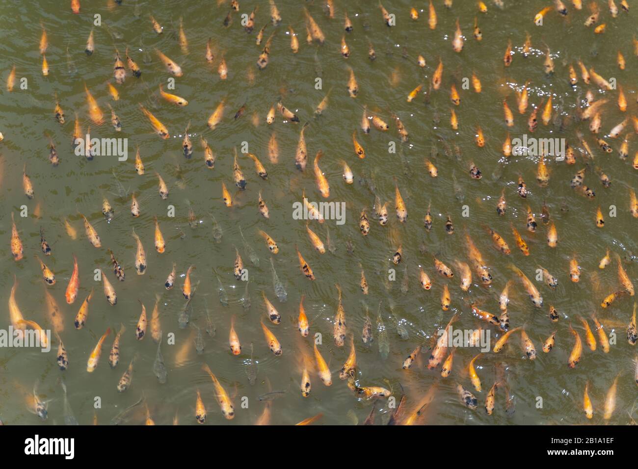 Top view photo of pool with fishes Stock Photo - Alamy