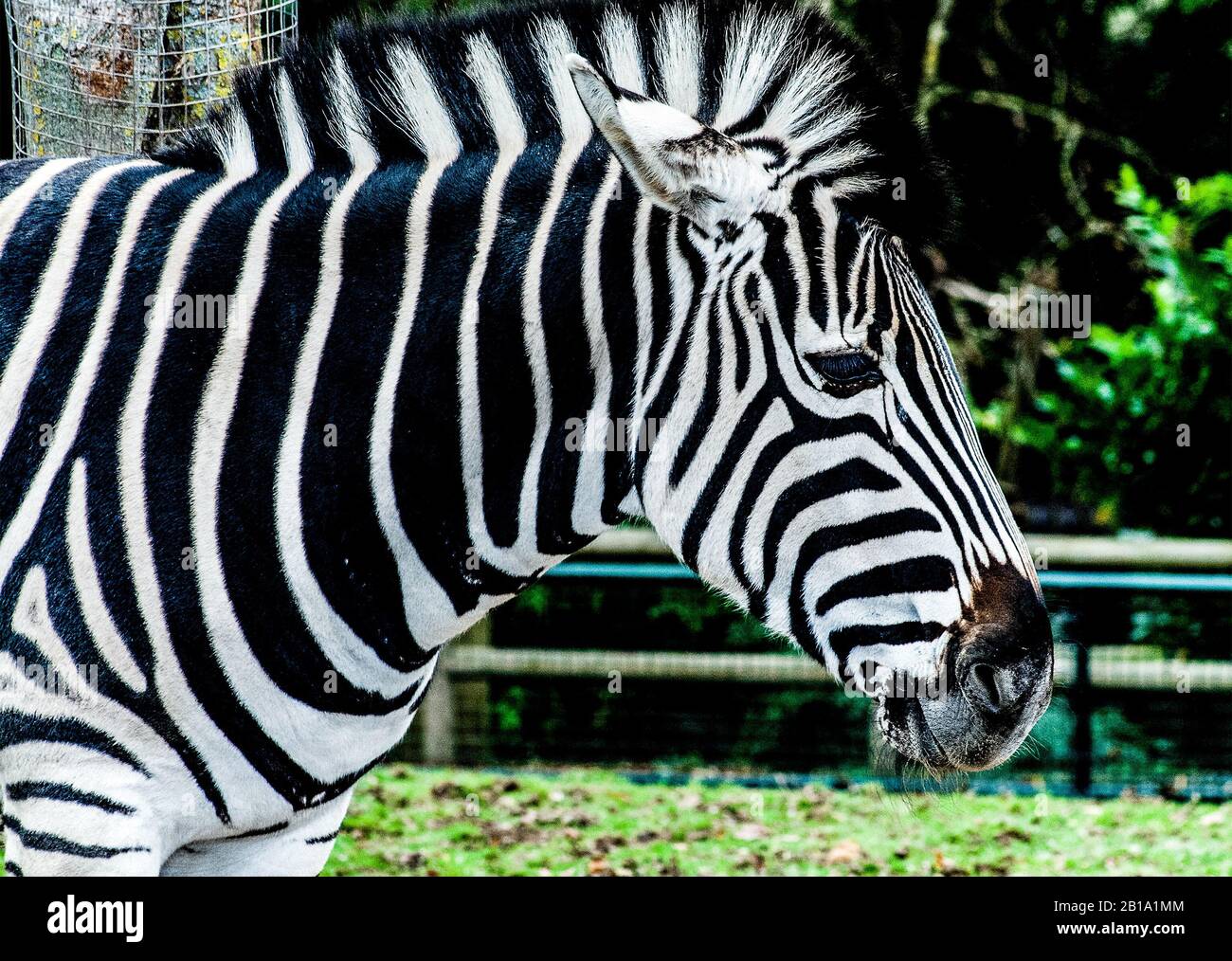 Imperial zebra hi-res stock photography and images - Alamy