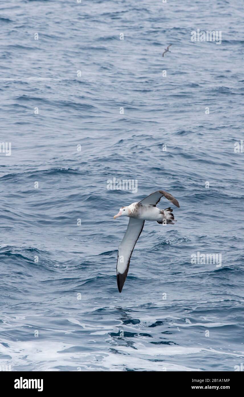 A Wandering Albatross, Diomedea exulans in the Drake Passage, Antarctic ...
