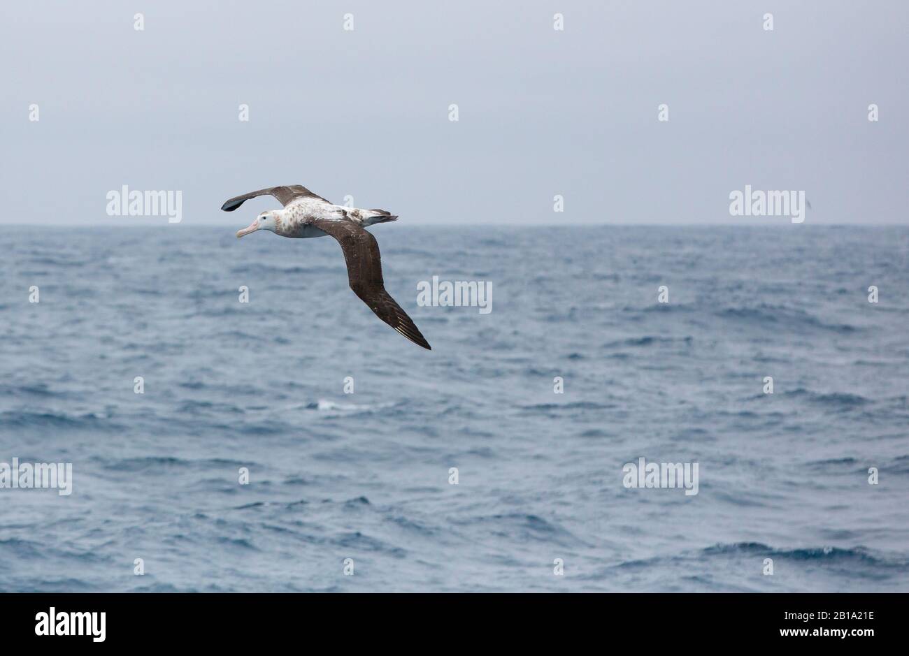 A Wandering Albatross, Diomedea exulans in the Drake Passage, Antarctic ...