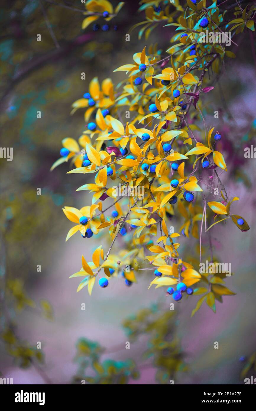 Plant with abnormal colors in Marathon, Greece Stock Photo - Alamy