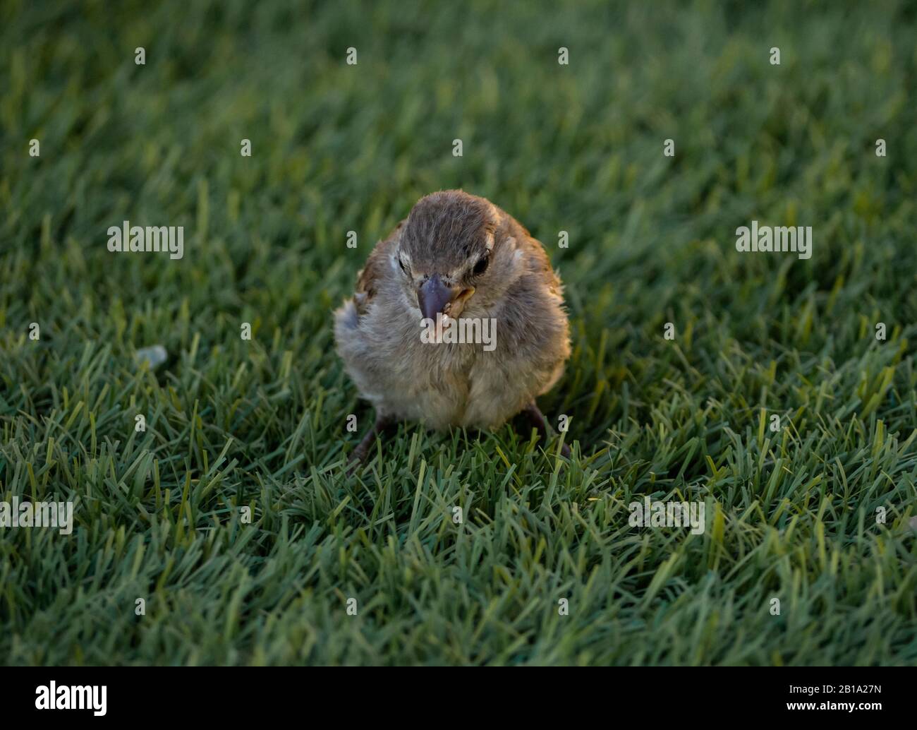 a breeding sparrow on artificial grass Stock Photo - Alamy