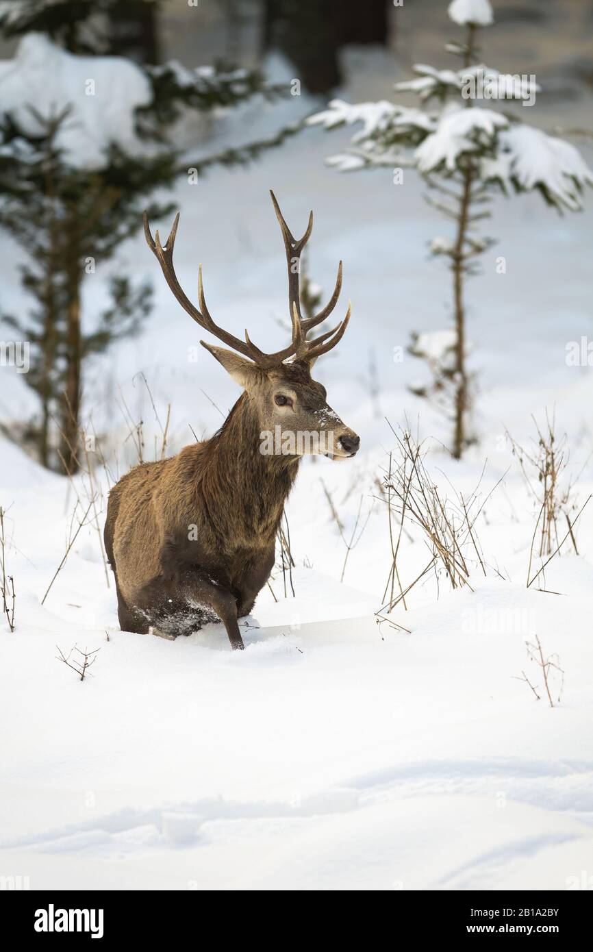 Hard antlers hi-res stock photography and images - Alamy