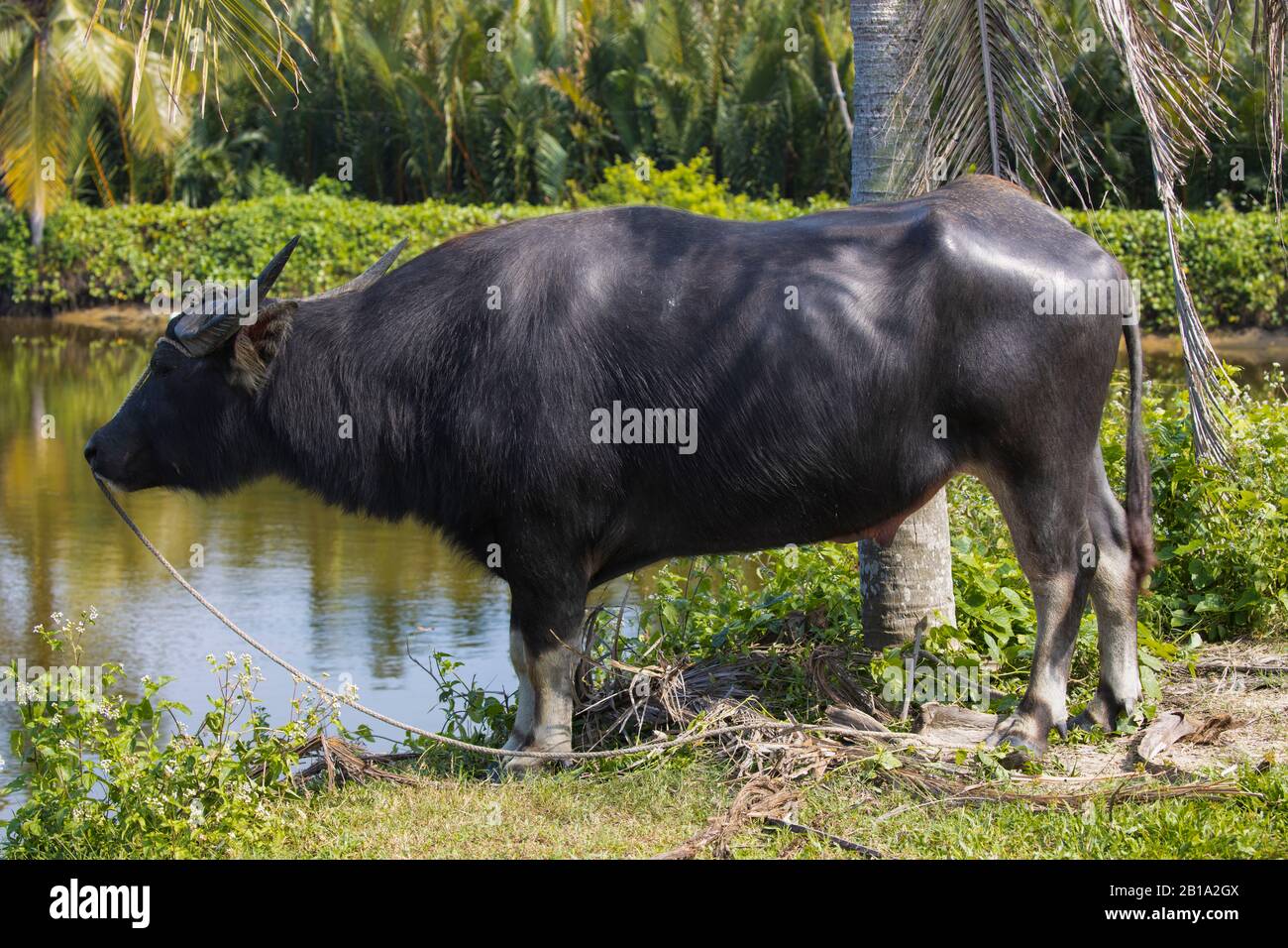 Buffalo bathing in a beautiful field in a countryside, located in the ...