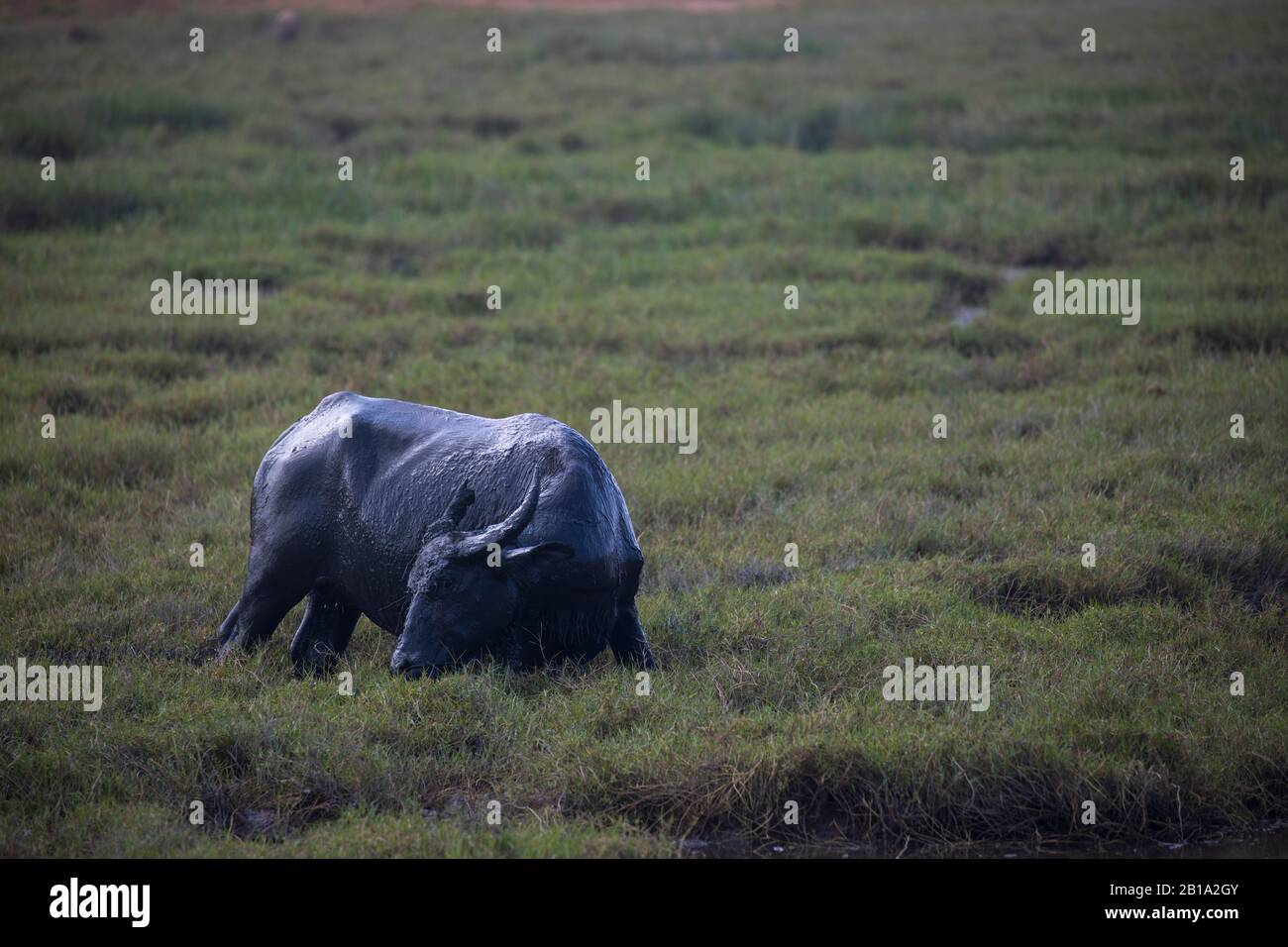 Buffalo bathing in a beautiful field in a countryside, located in the ...
