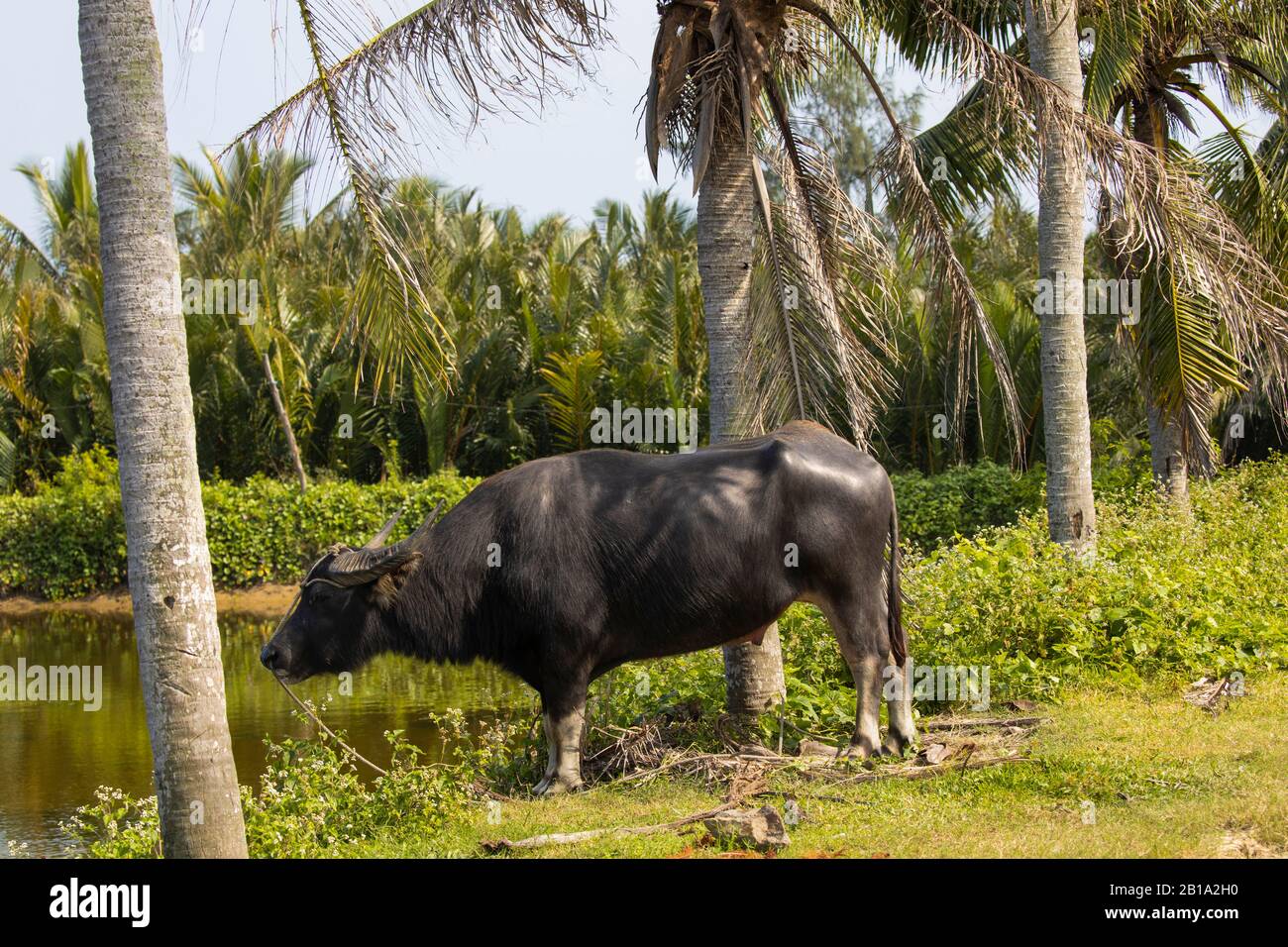 Buffalo bathing in a beautiful field in a countryside, located in the ...