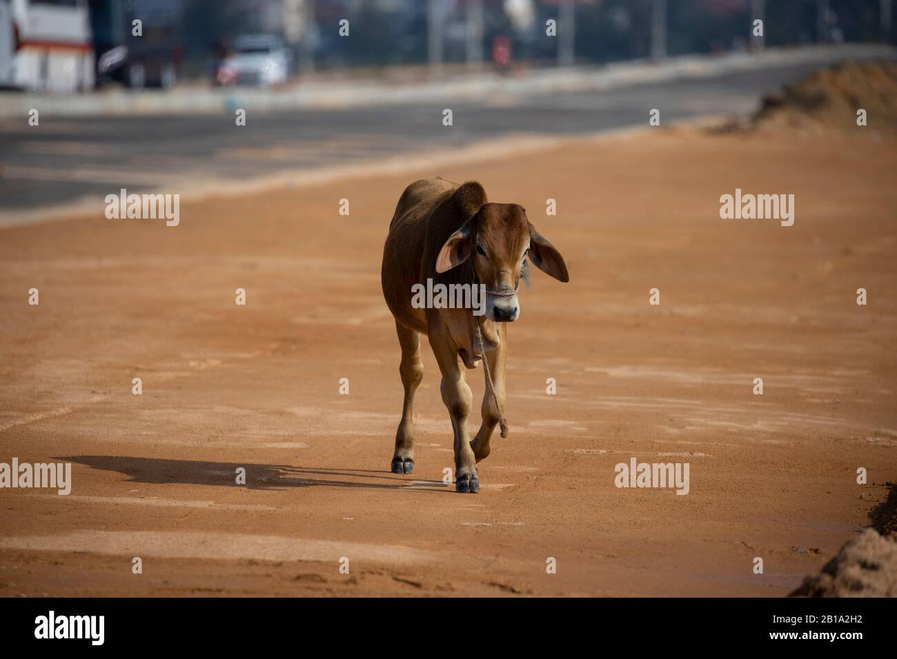Brown Vietnamese cow looking at the camera in Tam Coc, Ninh Bin ...