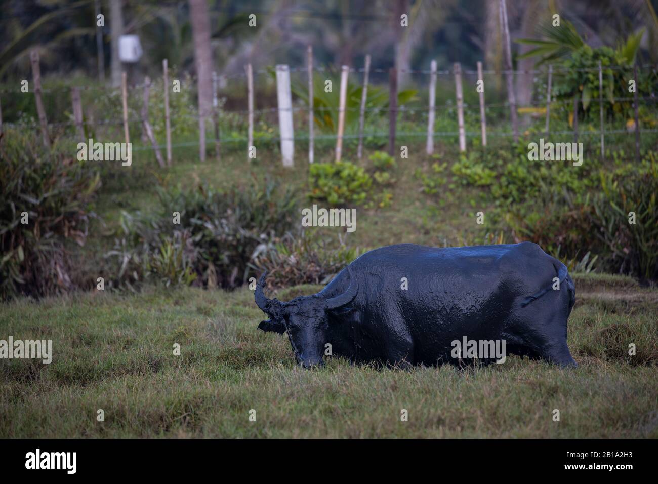 Buffalo bathing in a beautiful field in a countryside, located in the ...