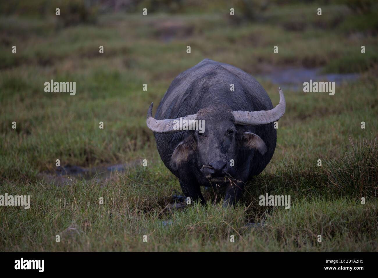 Buffalo bathing in a beautiful field in a countryside, located in the ...