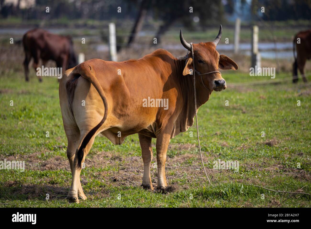 Vietnamese cow hi-res stock photography and images - Alamy