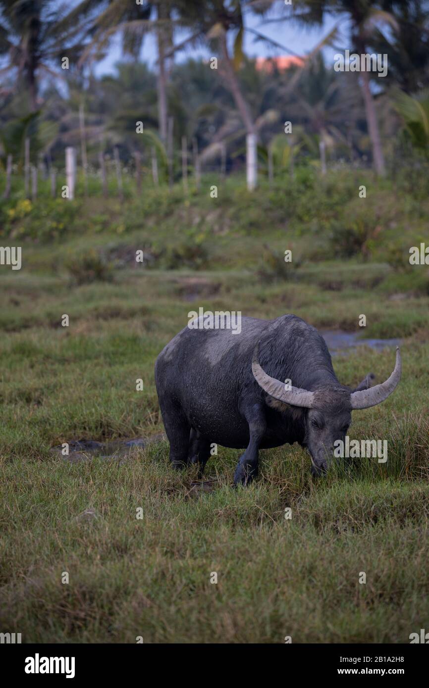 Buffalo bathing in a beautiful field in a countryside, located in the ...