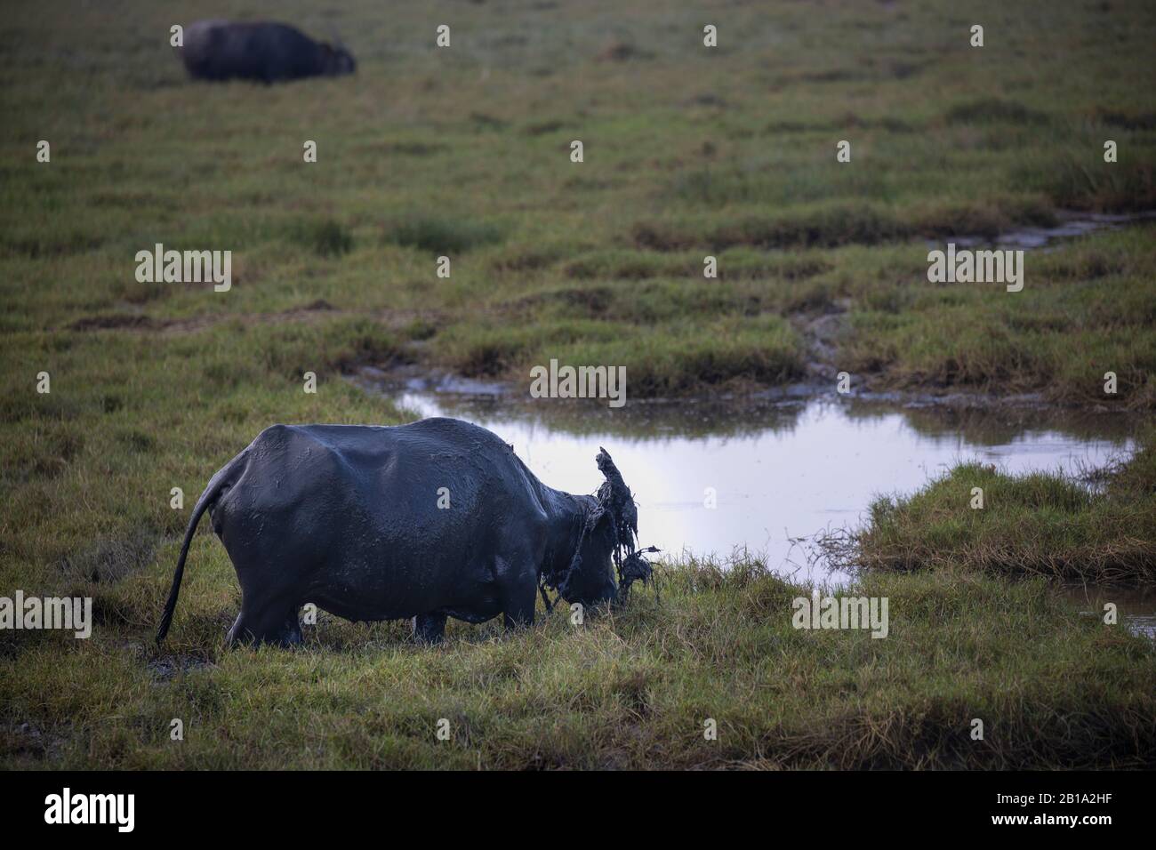 Buffalo bathing in a beautiful field in a countryside, located in the ...