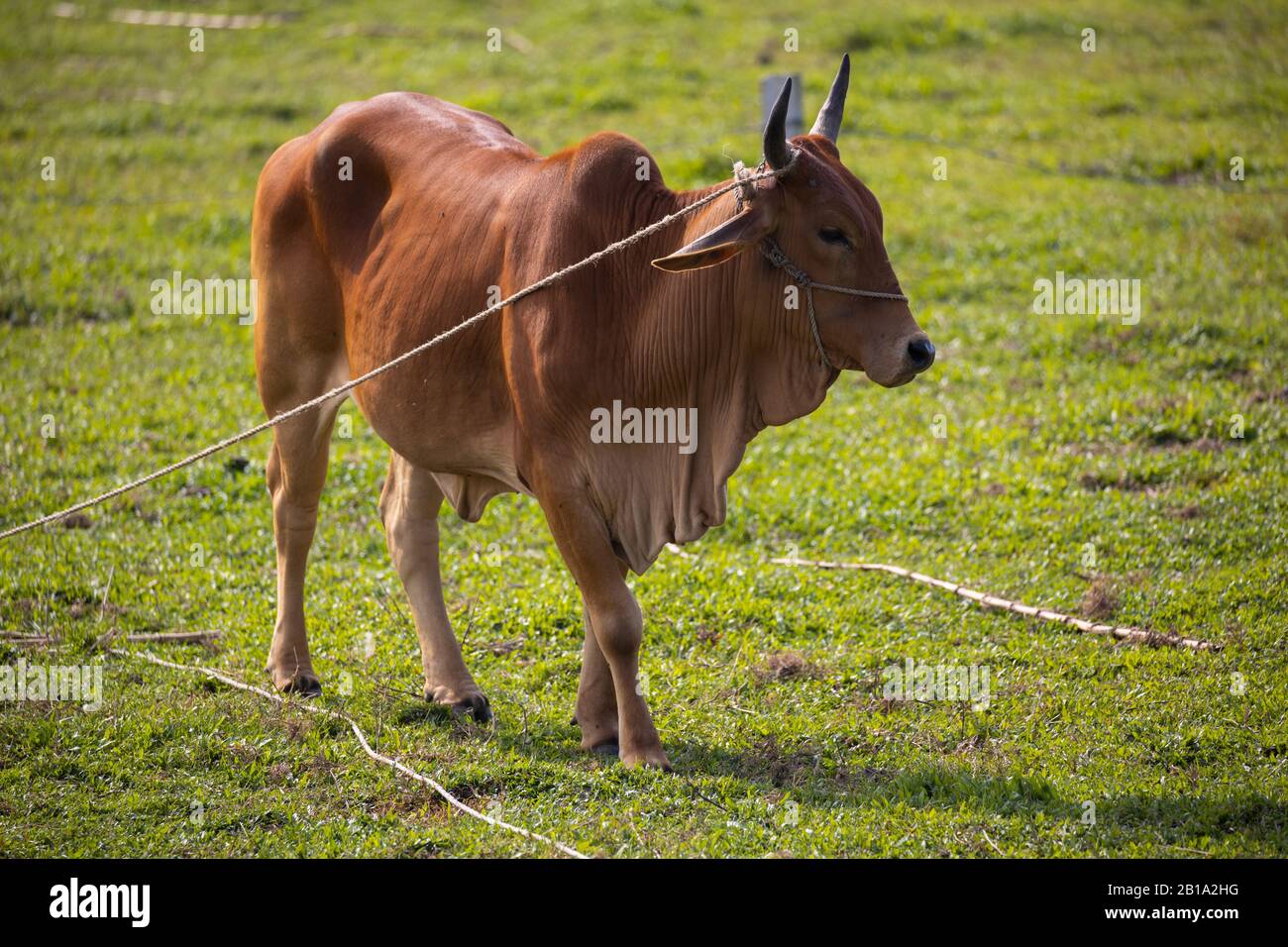 Brown Vietnamese cow looking at the camera in Tam Coc, Ninh Bin ...