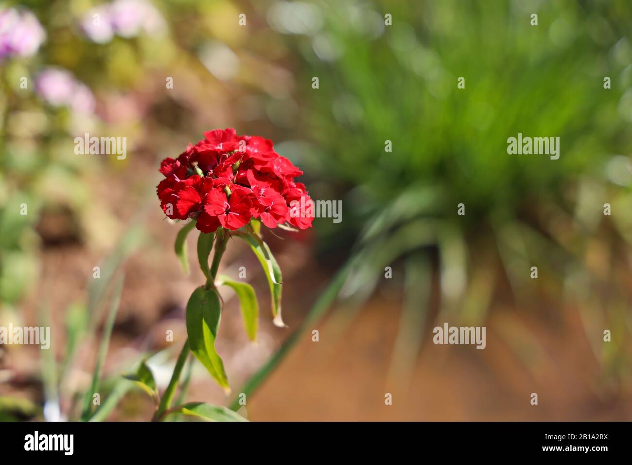 Clove gillyflower hi-res stock photography and images - Alamy