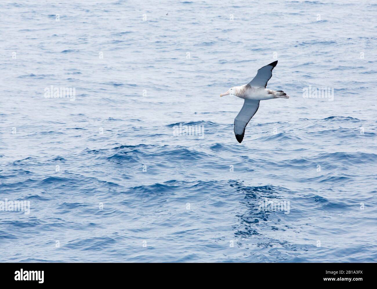Wandering Albatross, and in the Drake Passage, Antarctic Stock Photo ...