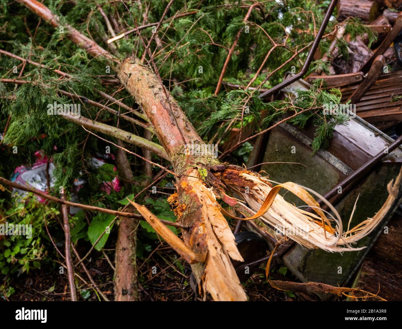 Storm damaged tree damaged by storm Dennis Stock Photo - Alamy