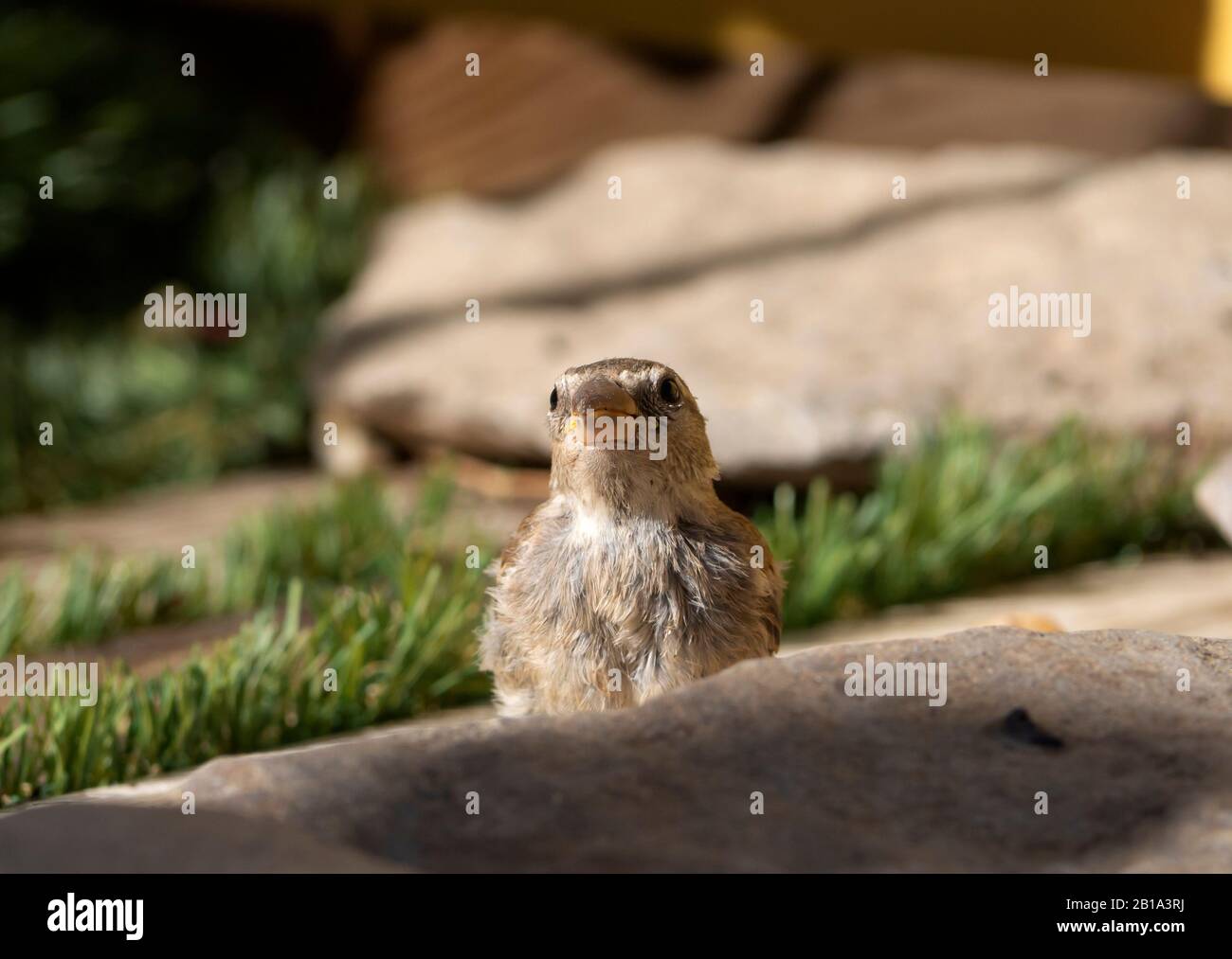 Scarce breeding bird hi-res stock photography and images - Alamy