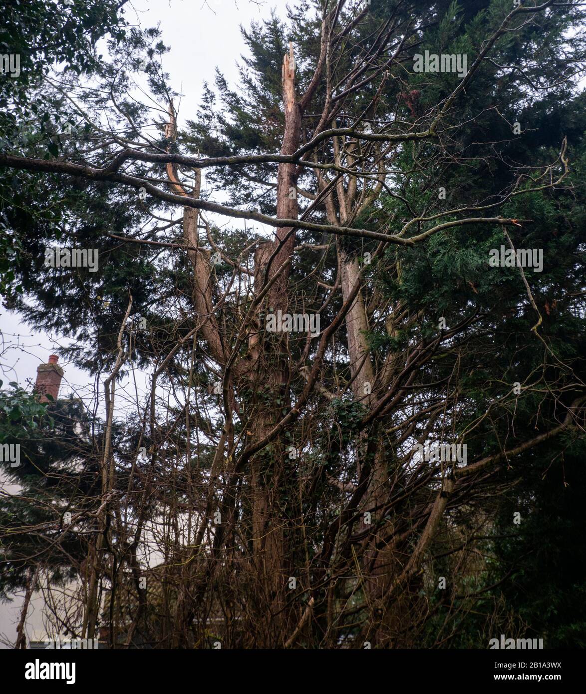 Storm damaged tree damaged by storm Dennis Stock Photo - Alamy